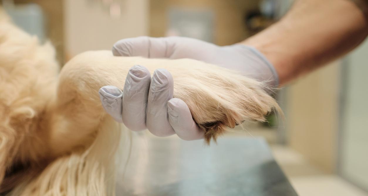 Why Do Dogs Chew and Bite Their Paws?