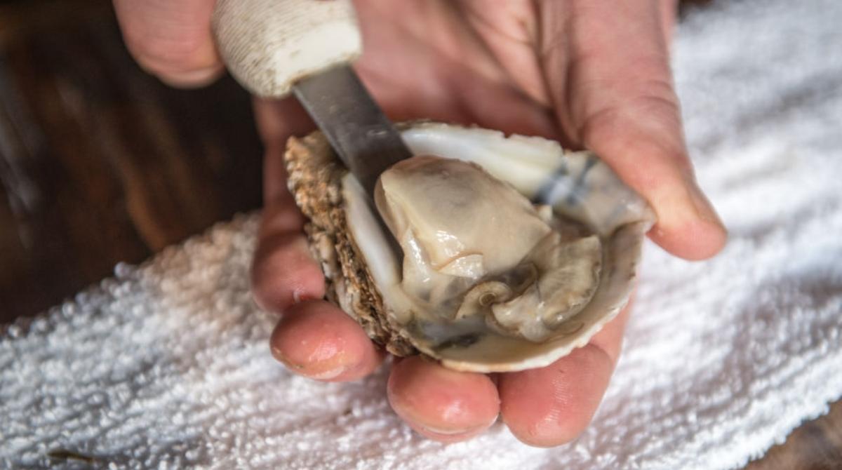 A Man Dies After Eating Raw Oysters — What You Should Know