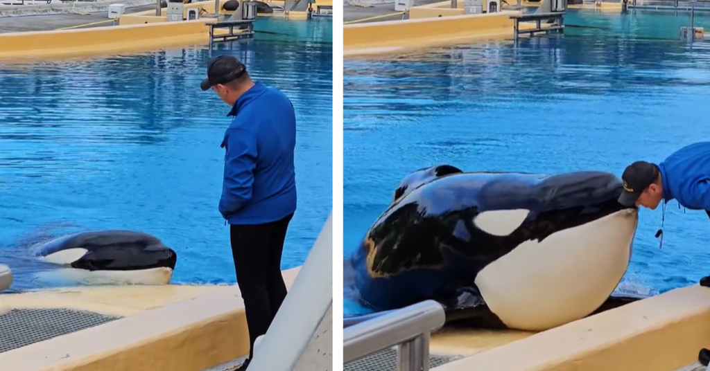 What Was Keto the Orca's Cause of Death? Details Here