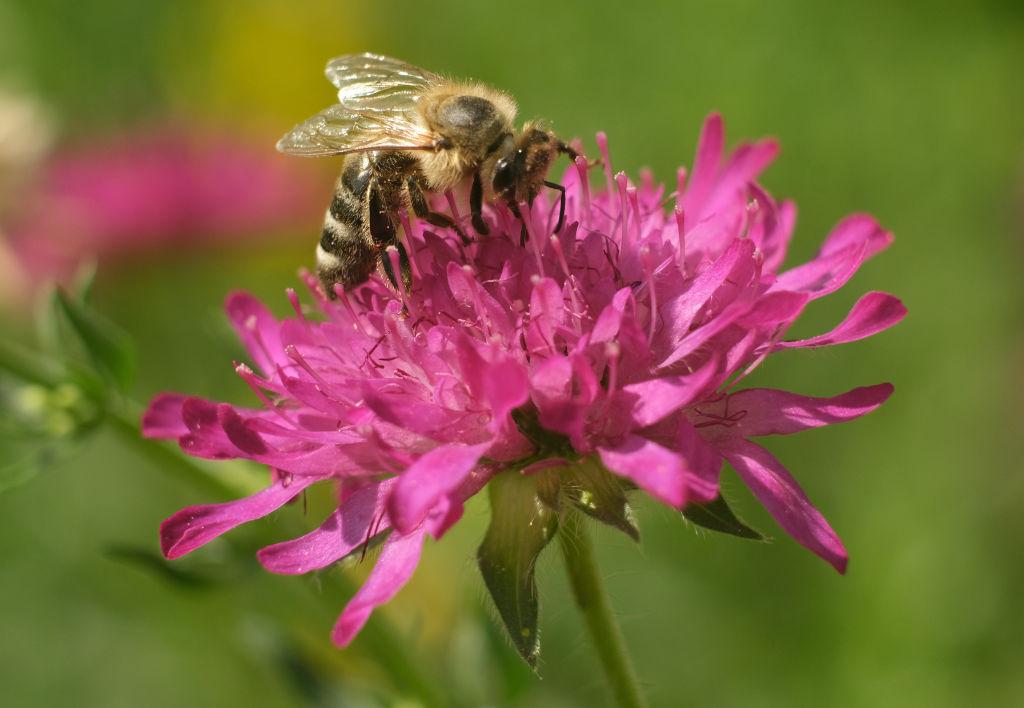 Why Is Animal Conservation Important? It's a Seriously Important Matter