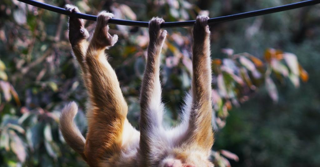 Your Guide to Fascinating Animals That Hang Upside Down