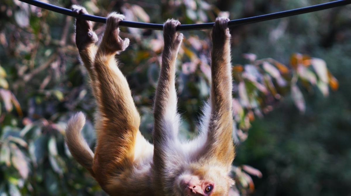 Your Guide to Fascinating Animals That Hang Upside Down