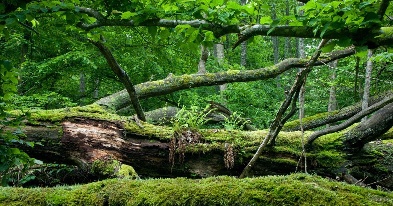 What Is a Microclimate? Tiny Ecosystems Help Entire Species Thrive