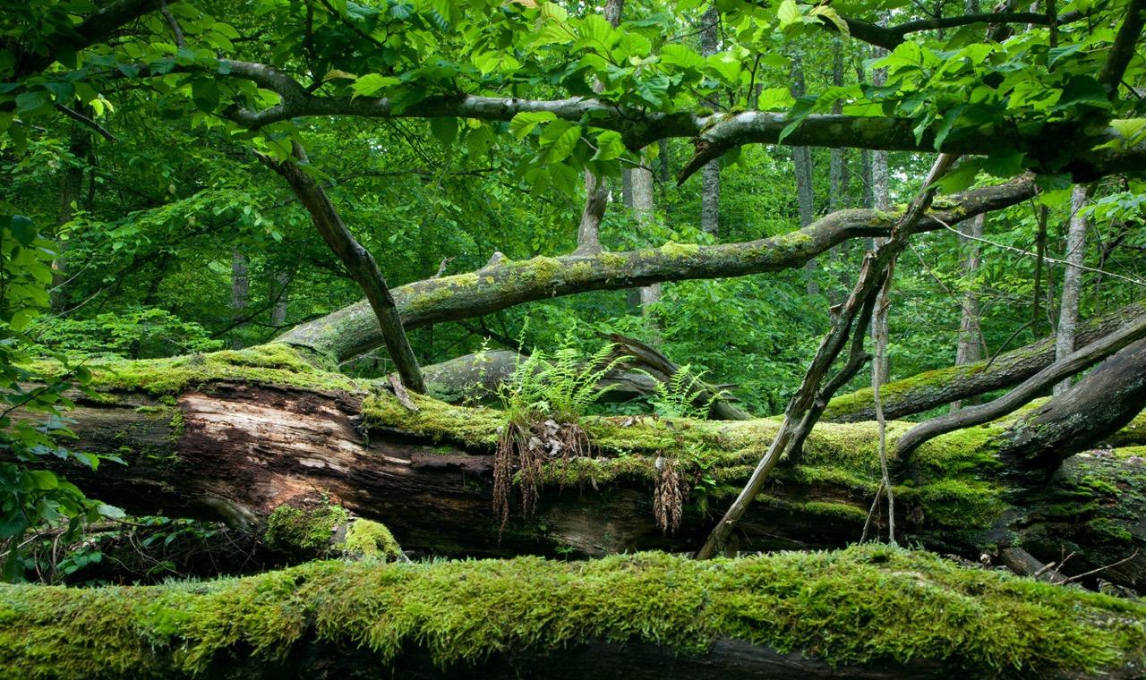 What Is a Microclimate? Tiny Ecosystems Help Entire Species Thrive