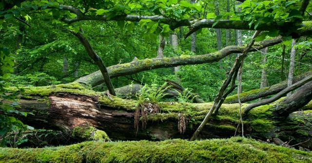 What Is a Microclimate? Tiny Ecosystems Help Entire Species Thrive