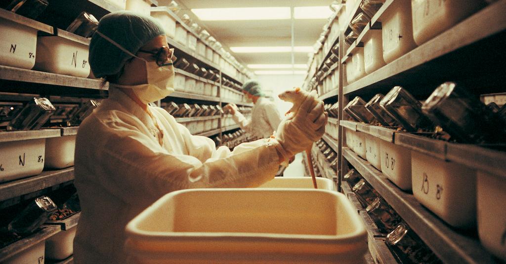 How Is Makeup Tested on Animals? Prepare to Be Horrified