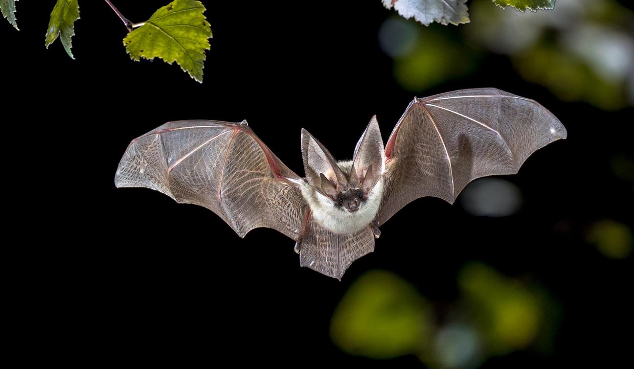 What Is the Spiritual Meaning of Seeing a Bat?