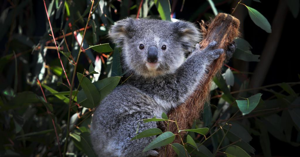 Dumbest Animals in the World? We're Dispelling These Myths