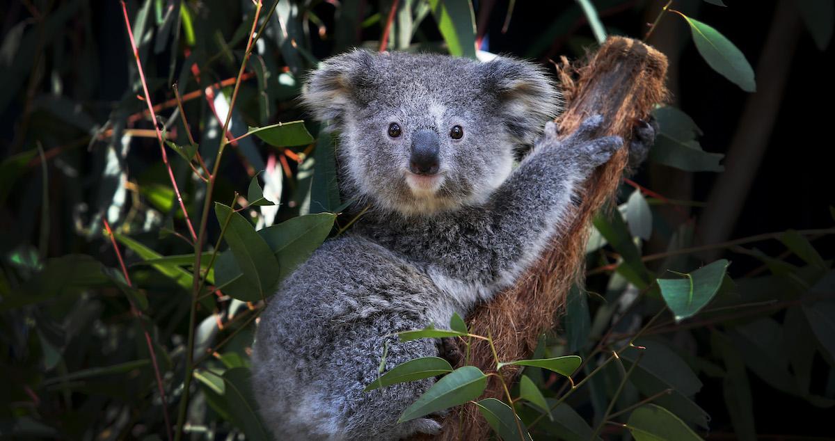 Dumbest Animals in the World? We're Dispelling These Myths