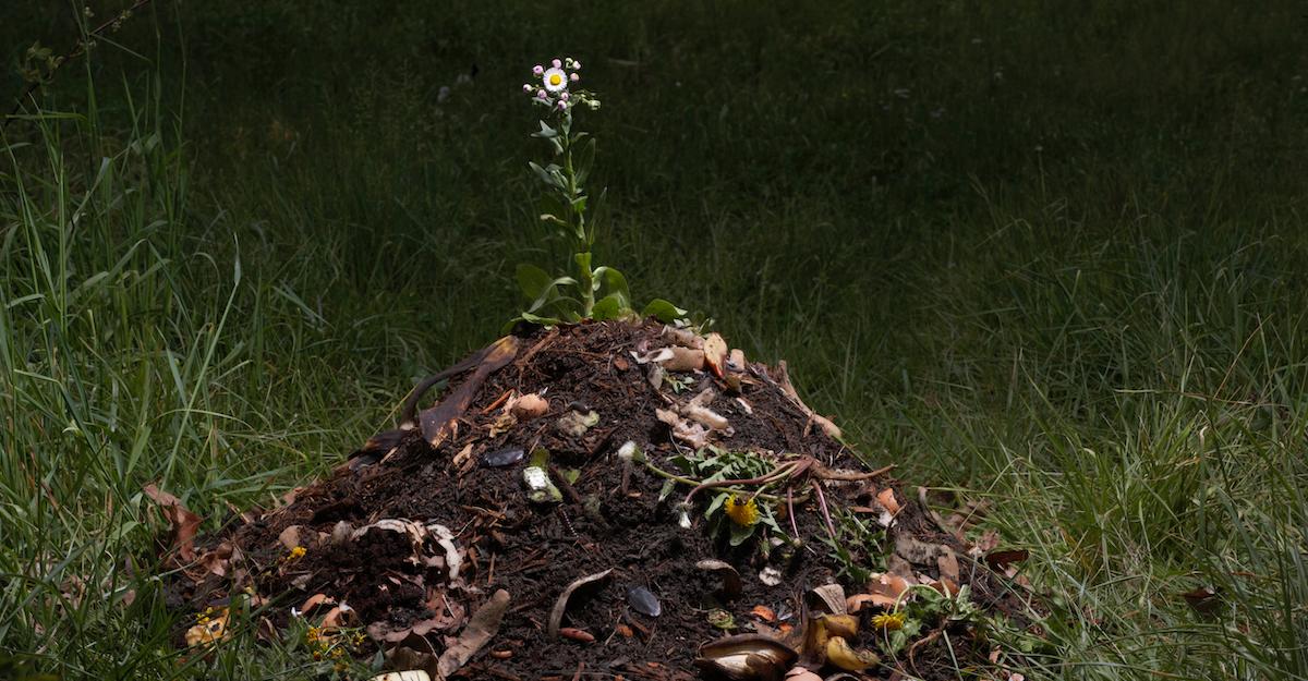Possible U.K. Earthworm Decline Could Impact Soil, Birds, and Ecosystems
