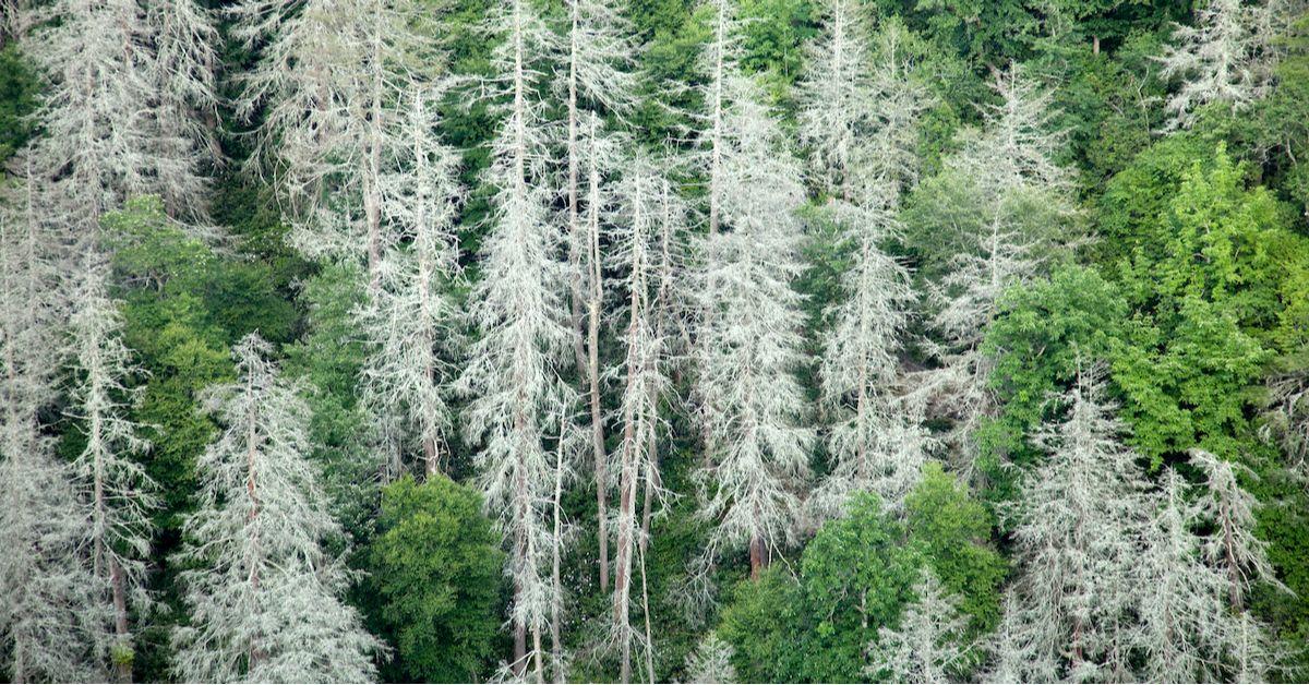 Invasive Hemlock Woolly Adelgid Kills Michigan’s Hemlock Trees