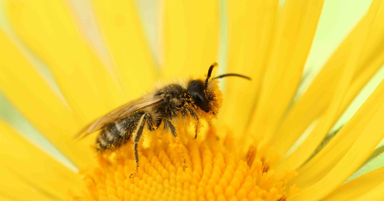 Bee Venom Could Cure This Type of Cancer