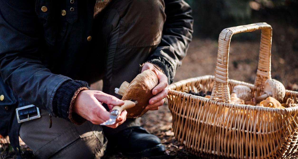 What Is Mushroom Foraging? A Guide for Beginners