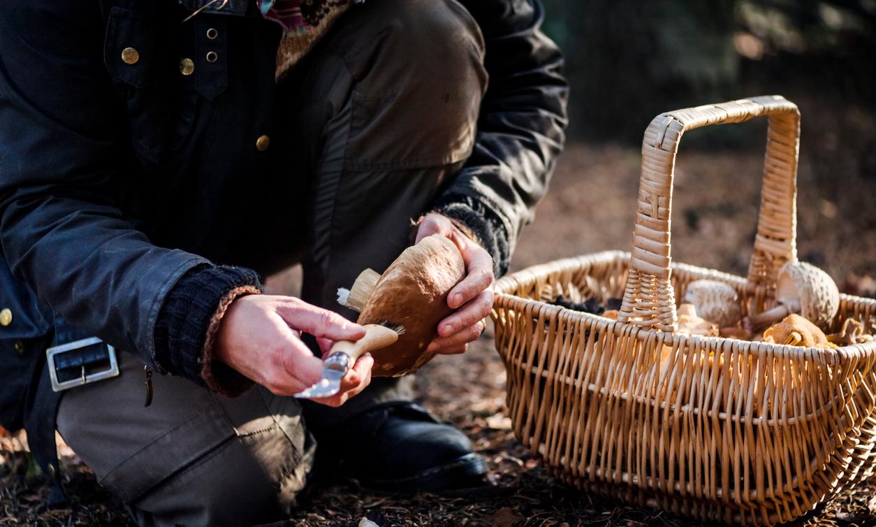 What Is Mushroom Foraging? A Guide for Beginners