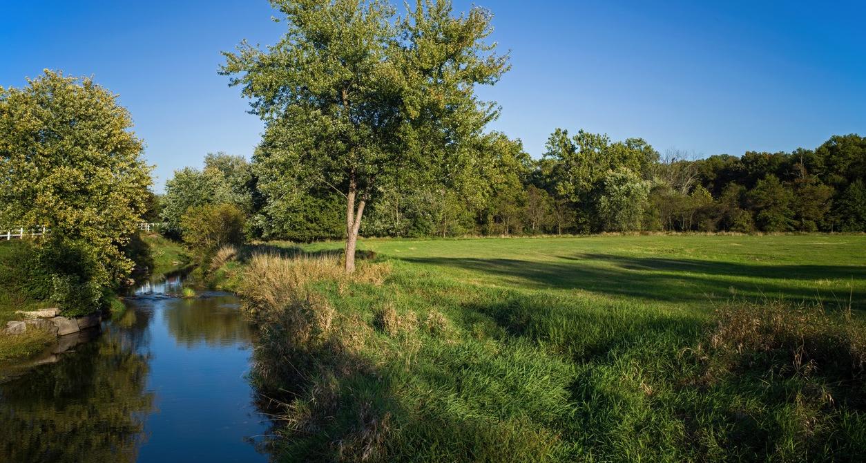 What Are the Goals of Ecological Restoration?