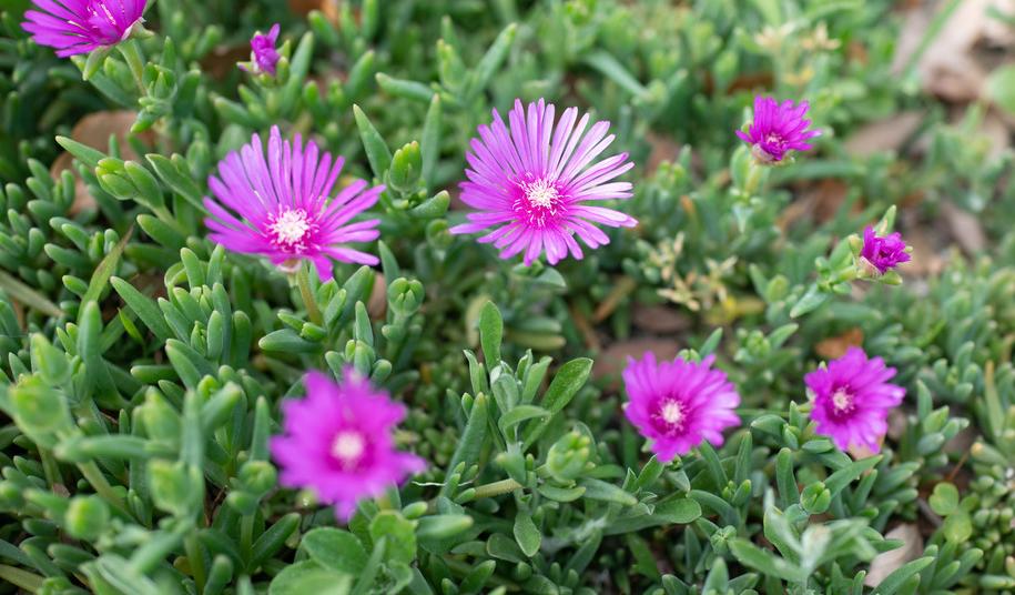What Is an Ice Plant Succulent? Know Before You Buy