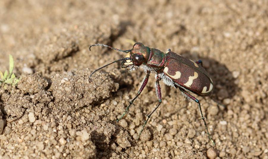 Tiger Beetle: Why Some Subspecies Are Endangered