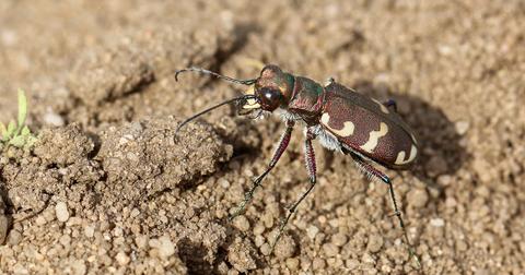 Tiger Beetle: Why Some Subspecies Are Endangered