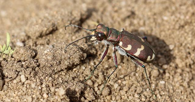 Tiger Beetle: Why Some Subspecies Are Endangered