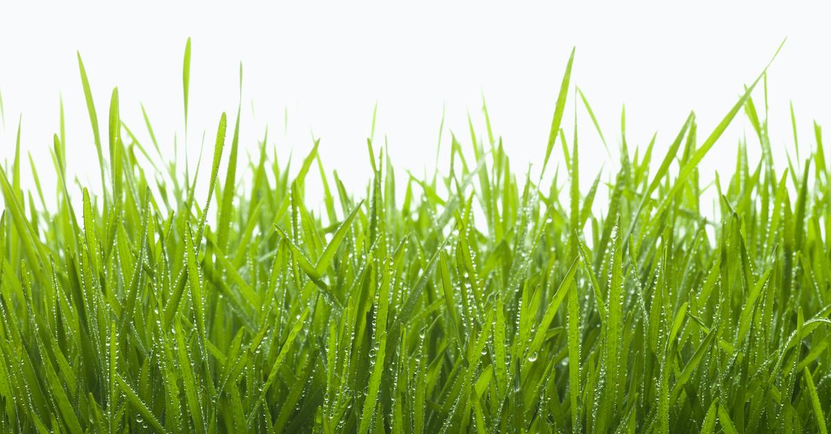 How to Keep Your Garden Eco-Friendly, for You and the Environment