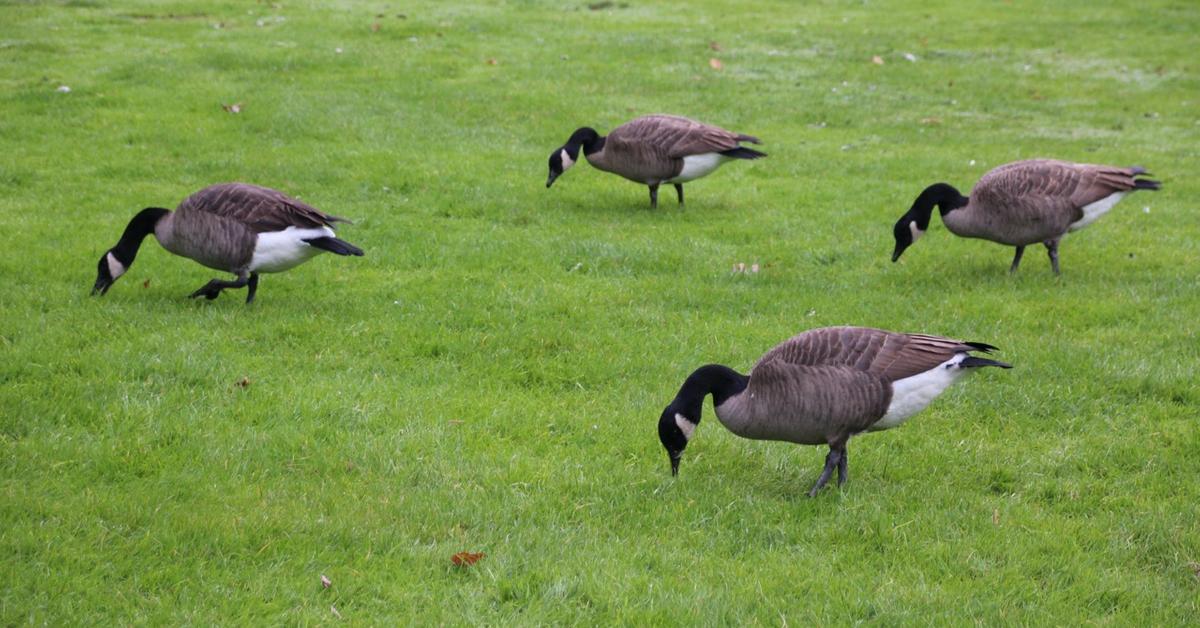 Here’s How to Keep Geese Out of Your Yard