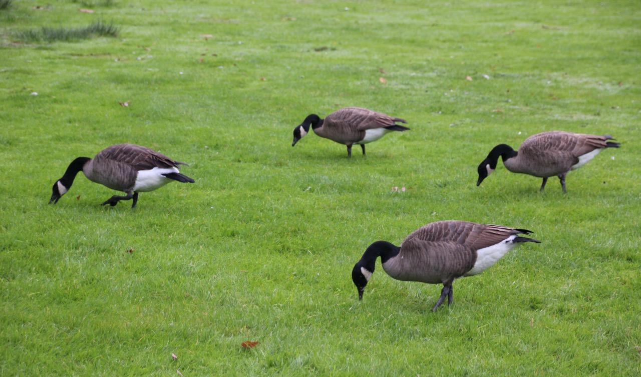 Here’s How to Keep Geese Out of Your Yard