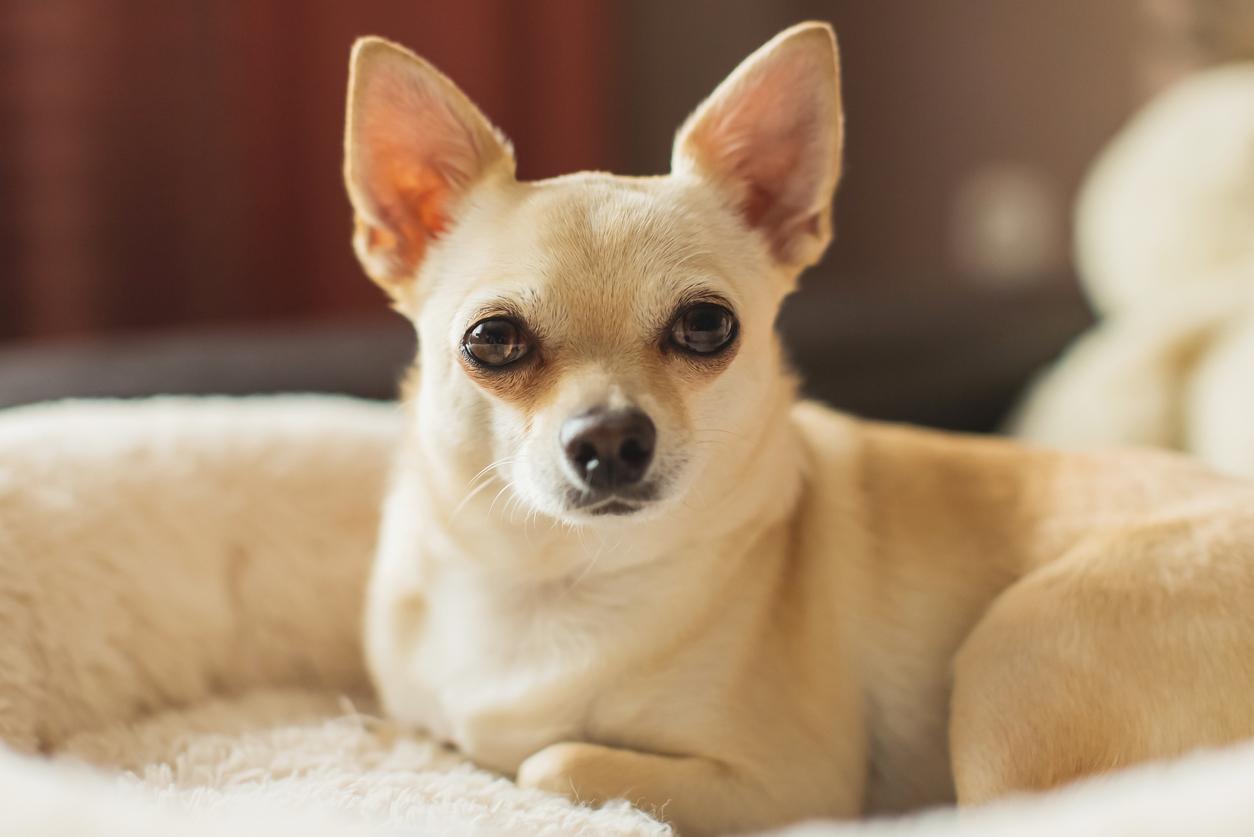 Top 10 Smallest Dog Breeds Pet Lovers Adore