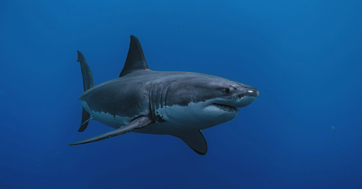 What Is the Great White Shark Café? Shark Habits, Explained