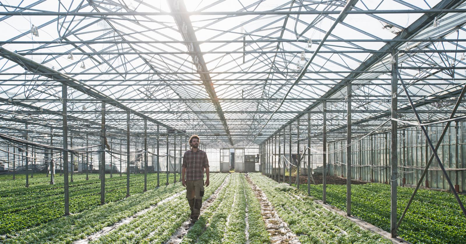 What Is the Greenhouse Effect? A Breakdown on the Process