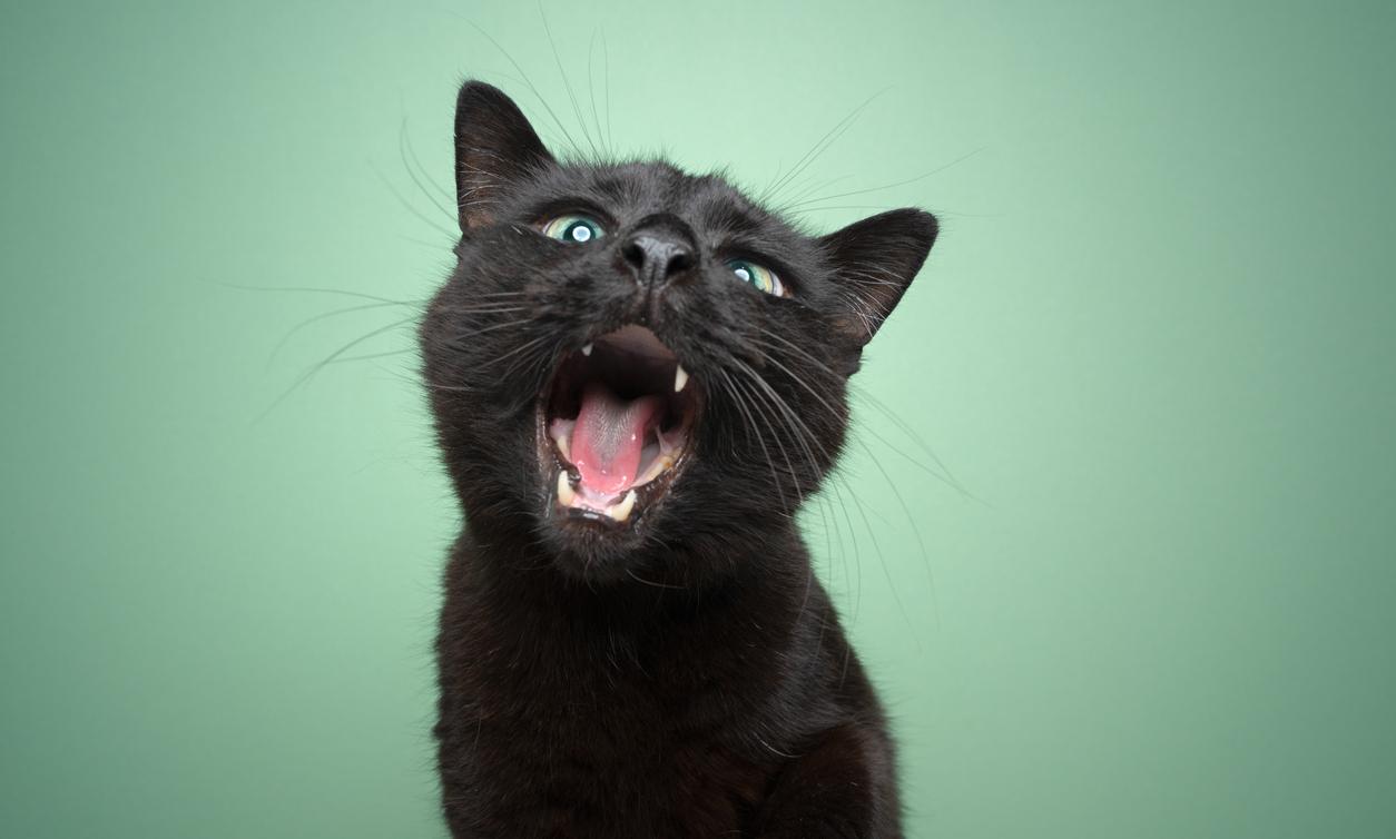 Can Your Companion Cat Get a Case of the Hiccups?