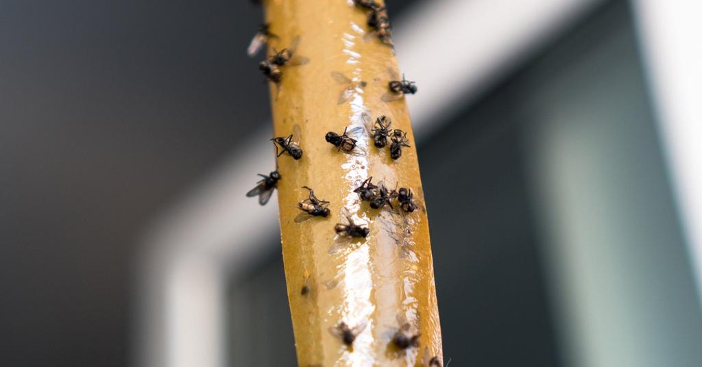 What Are the Best Indoor Fly Sprays?