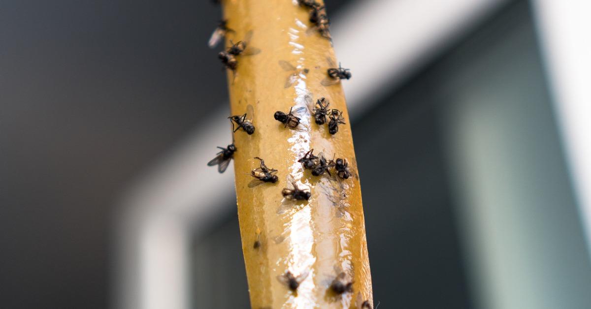 What Are the Best Indoor Fly Sprays?