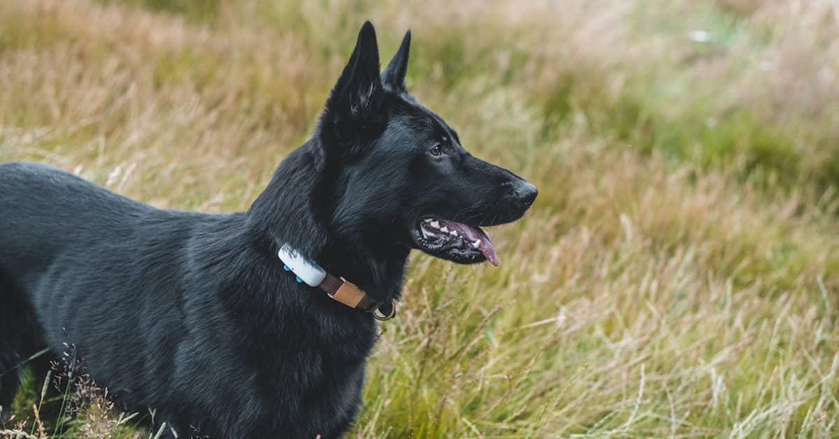Blue German Shepherd Dogs: Breed Traits and Characteristics