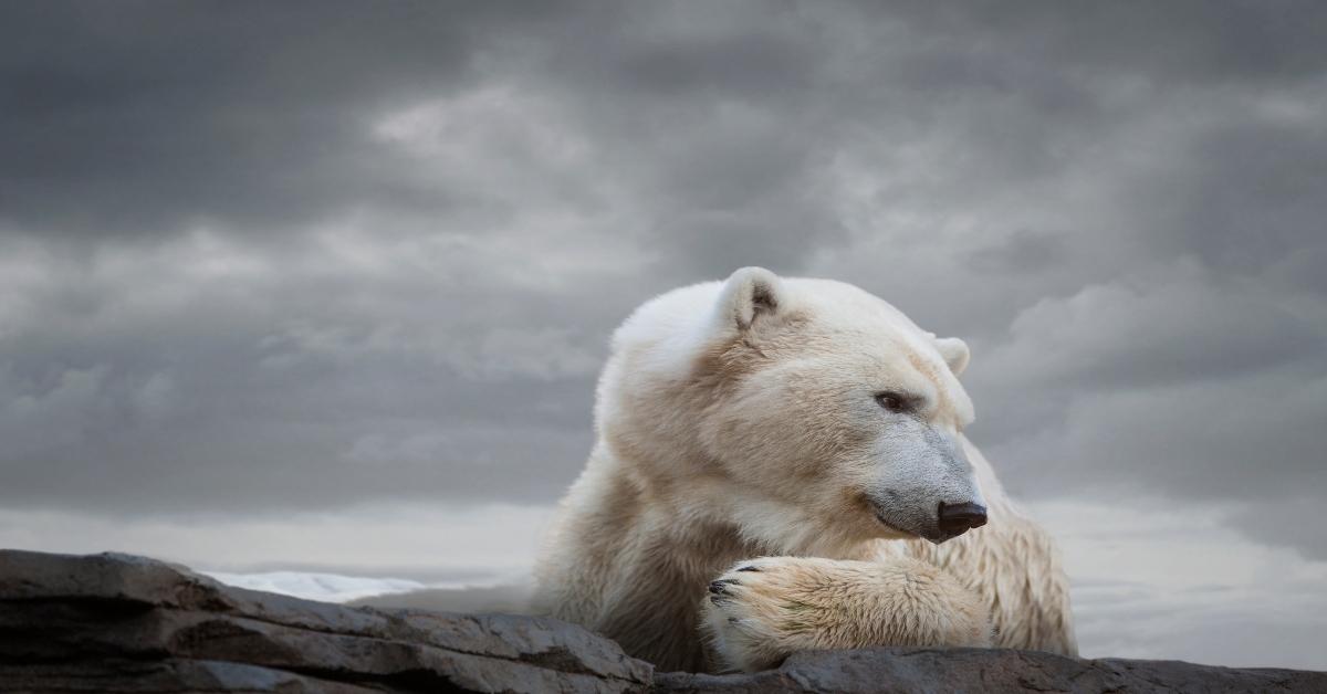 How Are Endangered Species Different from Extinct Species?