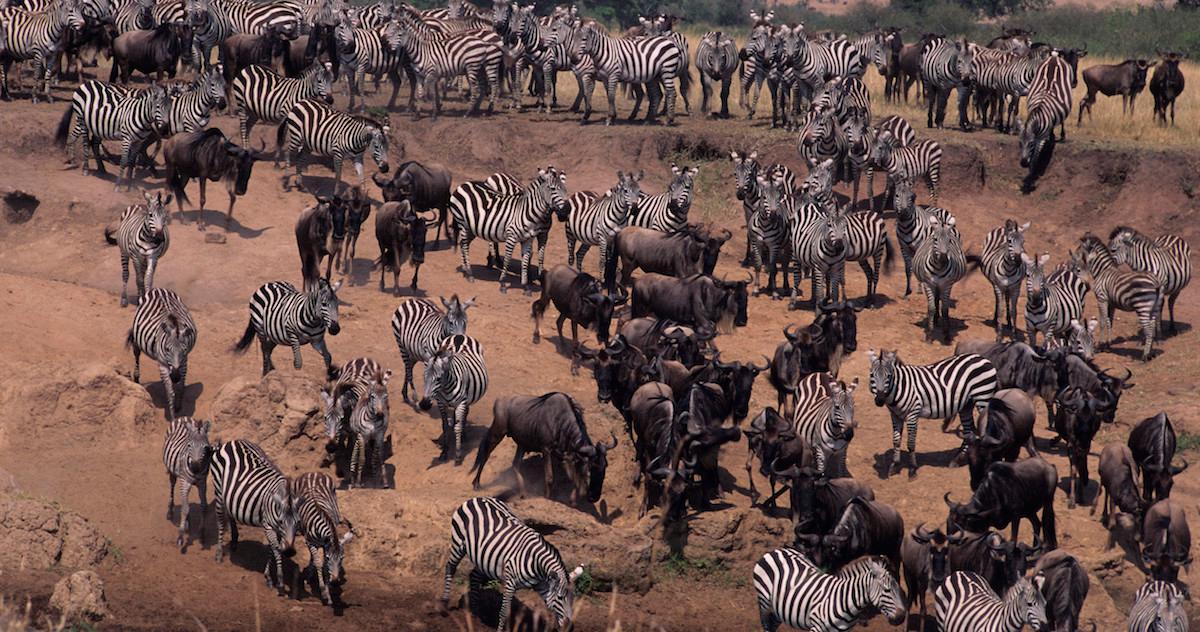 International Zebra Day 2024: The Holiday's History + Zebra Fun Facts