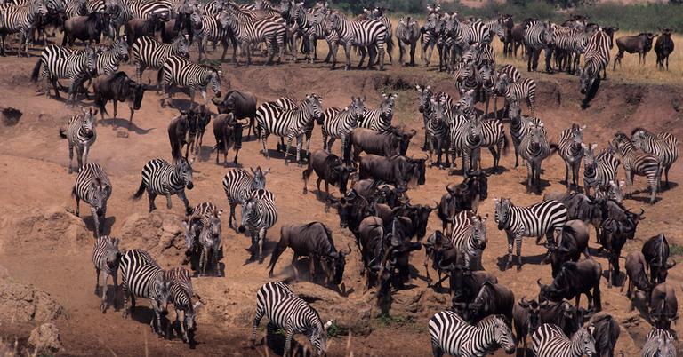 International Zebra Day 2024: The Holiday's History + Zebra Fun Facts