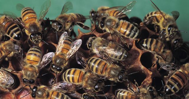 Bees Are Classified as Fish, According to the State of California