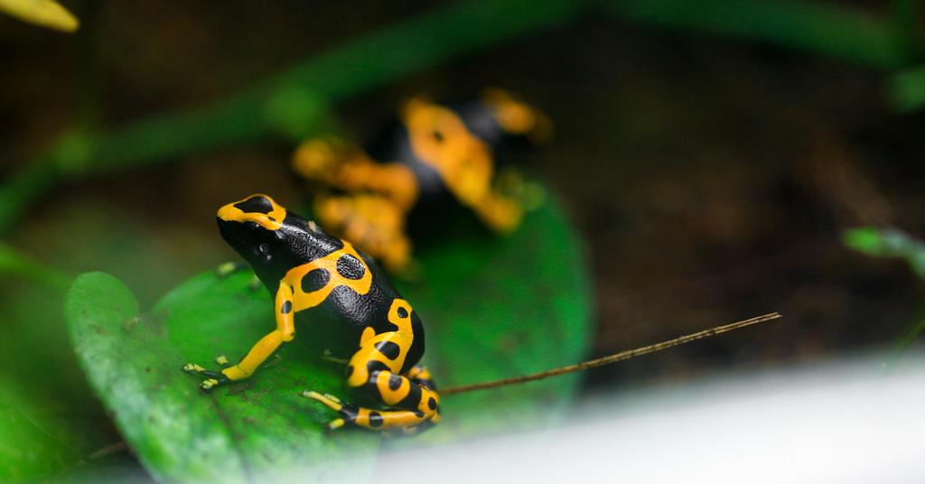 10 Facts About Poison Dart Frogs, Who Are Tiny but Deadly