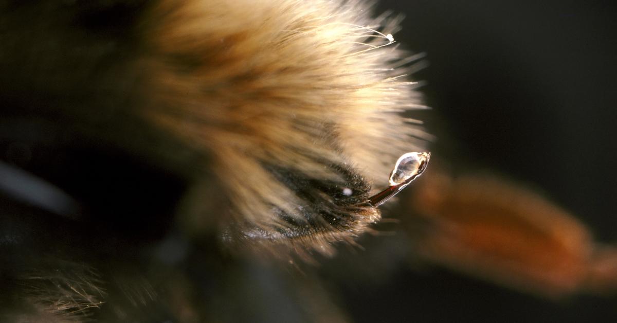 Why Do Bees Die After Stinging?