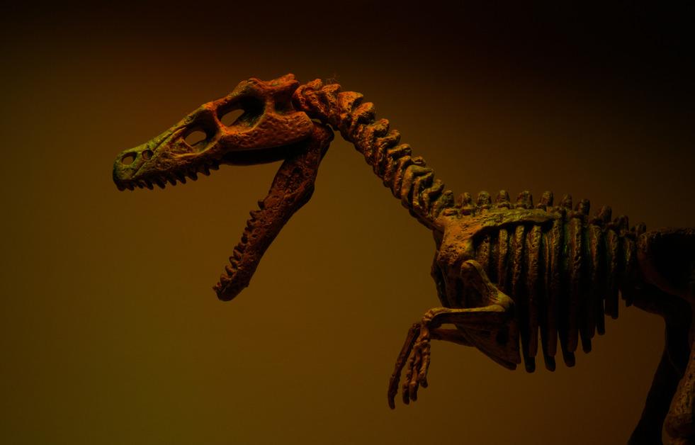 Dinosaur Bones Are Being Sold at Auctions: How Much Are They Worth?