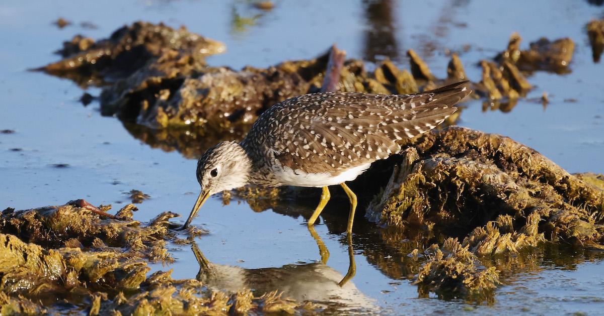 Bird Migration Is Affected by Climate Change — Here’s How