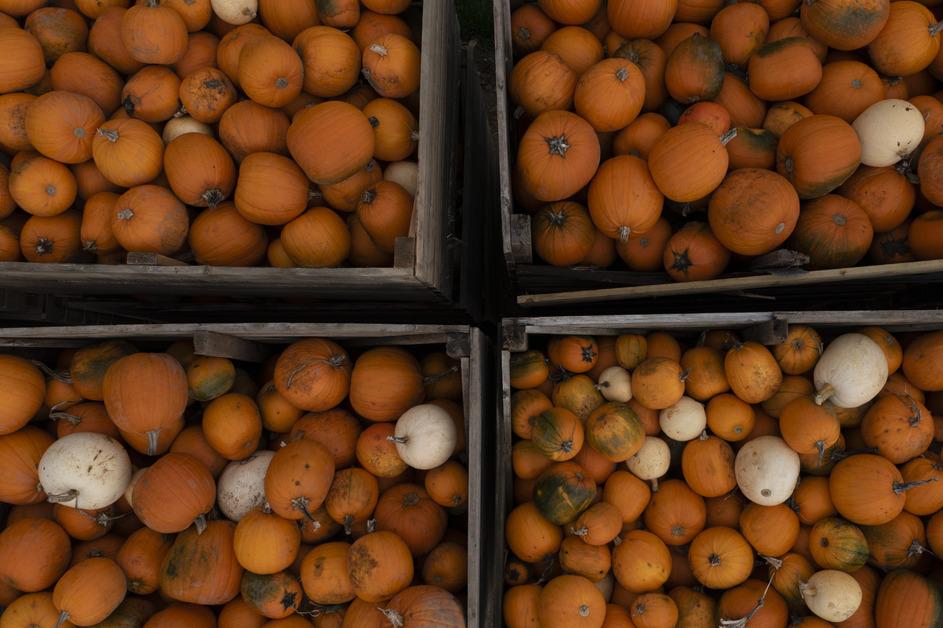 Should You Be Washing Your Pumpkins? You May Want to Consider It