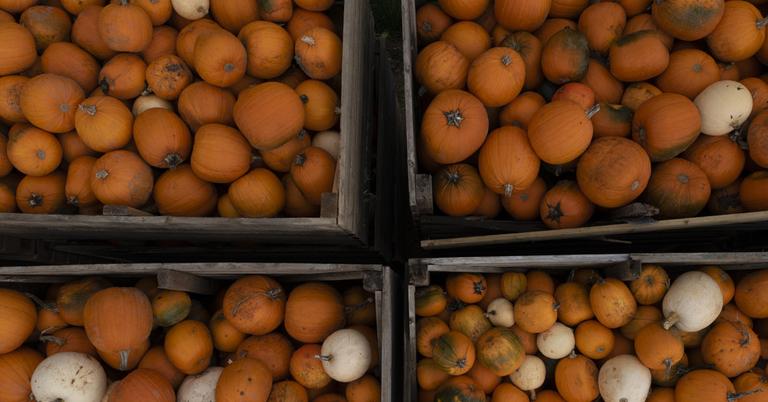 Should You Be Washing Your Pumpkins? You May Want to Consider It