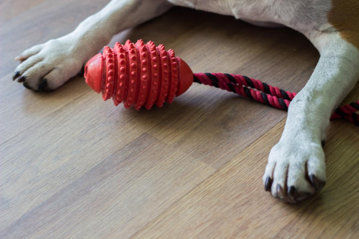 How to Clean Dog Toys: A Guide for Pet Parents