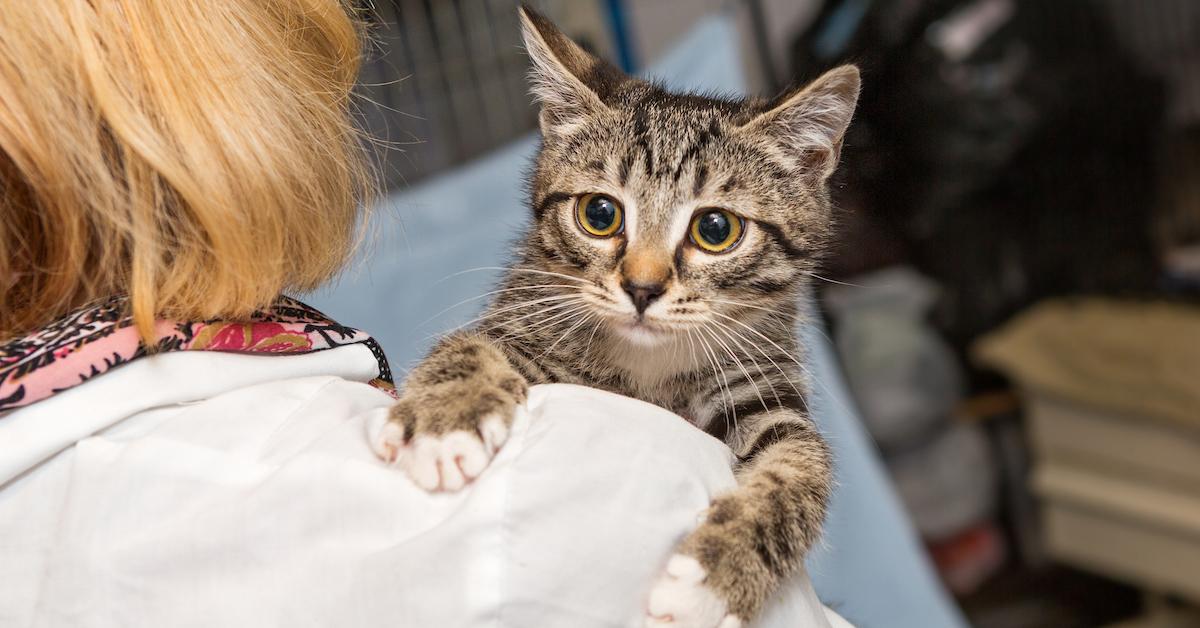 USDA Ends Parasite Lab Tests on Kittens