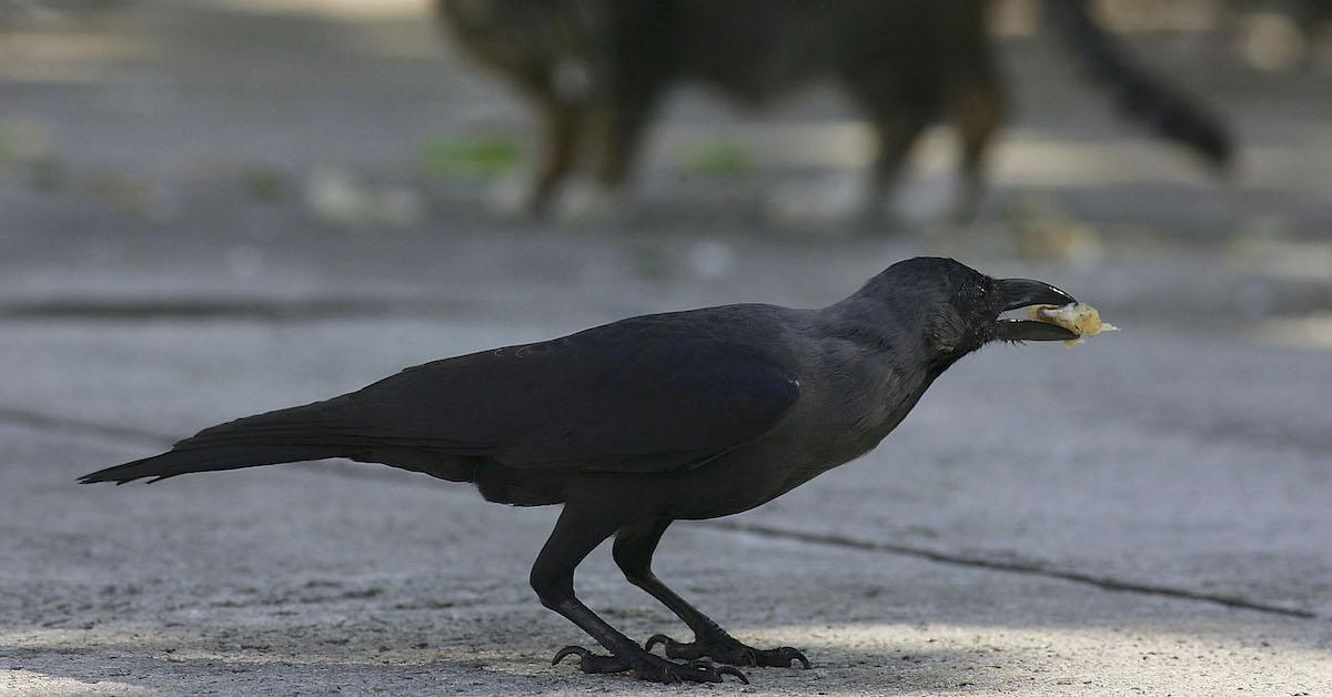 Crows Trained to Pick Up Cigarette Butts by Swedish Startup