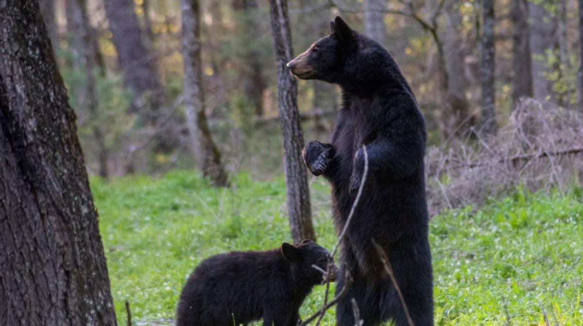 What's the Difference Between Black Bears vs. Grizzly Bears?
