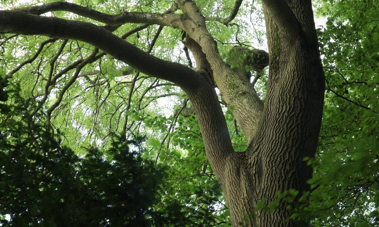 Indicator Species Offer Important Clues About Earth’s Ecosystems