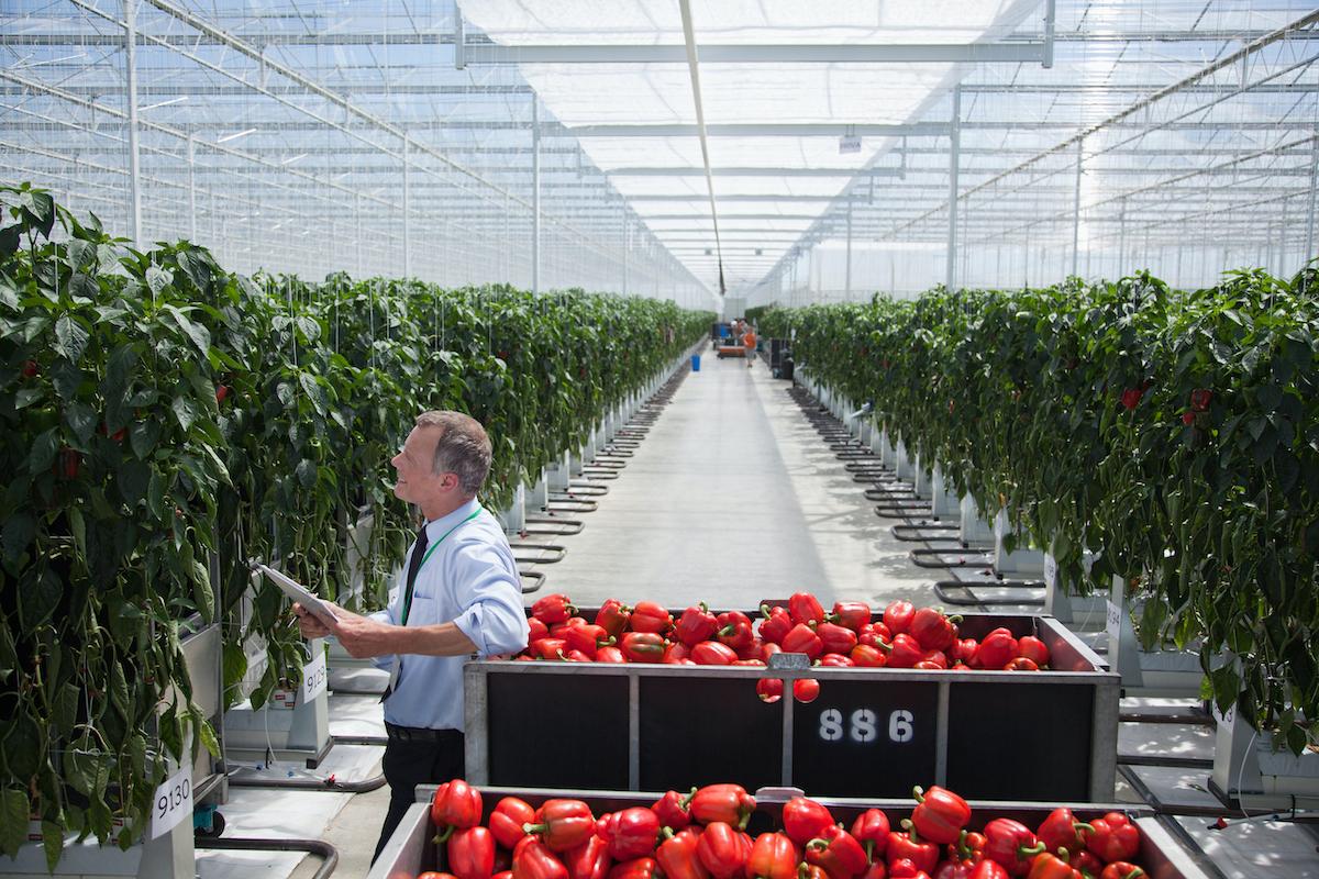 Are GMOs Safe?