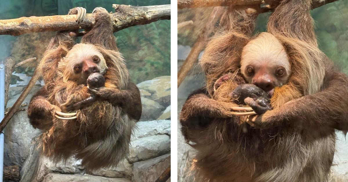 Sloth Surprises Guests at St. Louis Zoo With Birth
